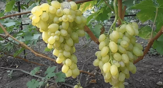 Grapes Landysh.