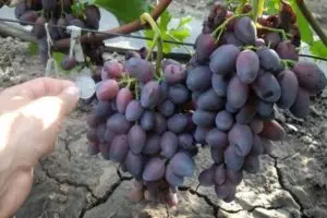 Katrangan lan karakteristik anggur anggur dadi kaendahan, wektu ripening lan perawatan