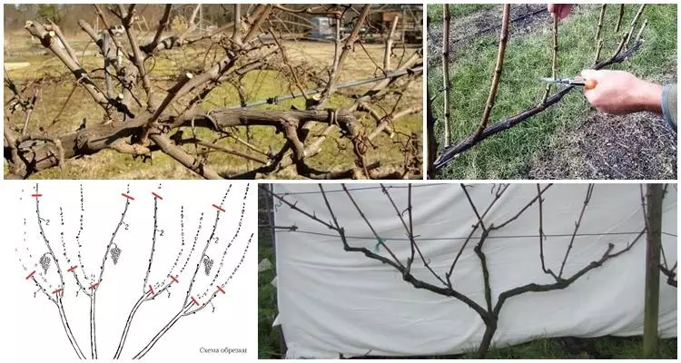 Pruning grapes