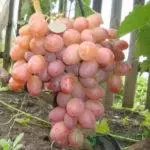 ყურძენი Chameleon: სხვადასხვა სახის და მახასიათებლების აღწერა, სადესანტო და იზრდება 5148_3