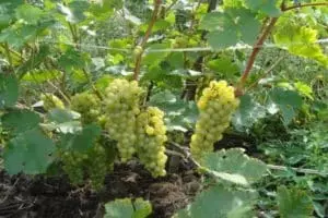 Description and dignity of grapes grapes crystal, facilities of planting and care