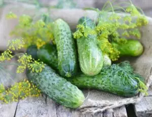 Saintréith agus cur síos ar ghrád Cucumbers Connie, Fás agus Cúram