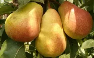 ລາຍລະອຽດຂອງລະດູຮ້ອນ, ລະດູໃບໄມ້ຫຼົ່ນແລະ pears ລະດູຫນາວ, ສິ່ງທີ່ດີກວ່າທີ່ຈະເລືອກ