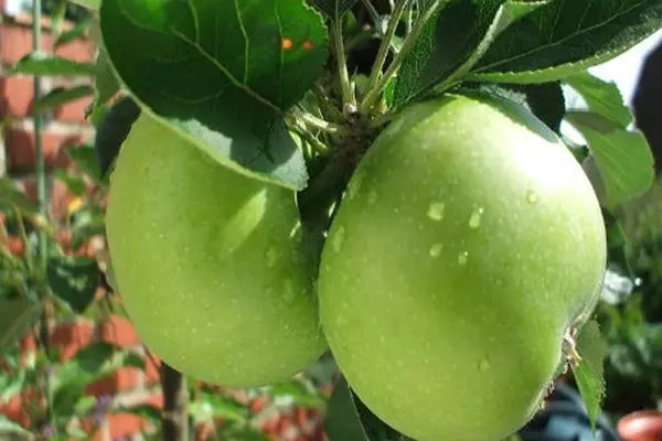 Jabuke na stablu