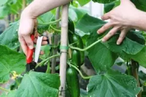 Hur man vänder gurkor i växthuset