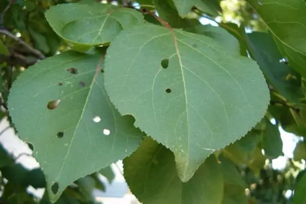 कर्ल पत्ता