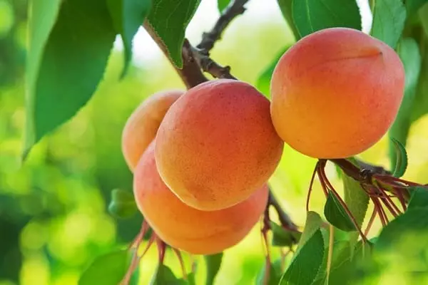 плодоносить абрикоски