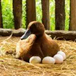 Cantos patos se senten nos ovos: o número de días antes da saída da descendencia e o que afecta ao termo
