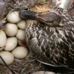 Quantos pato se senta nos ovos: o número de dias antes da saída da descendência e o que afeta o termo 515_2