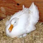 كم عدد البط على البيض: عدد الأيام قبل إخراج النسل وما يؤثر على المصطلح 515_3