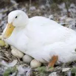Koliko patka sjedi na jajima: broj dana prije izlaza potomstva i što utječe na termin 515_6