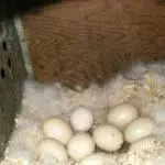 Hoeveel eend zit op de eieren: het aantal dagen vóór de uitvoer van de nakomelingen en wat de term beïnvloedt 515_8