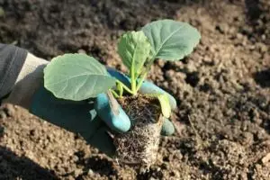 Como plantar repolho em terra aberta