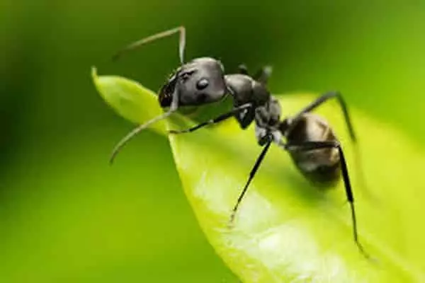 Mrav na listu