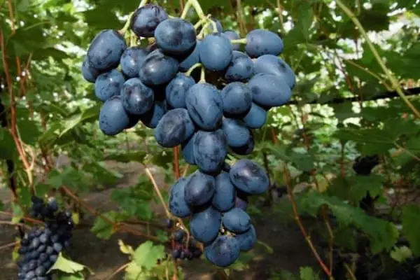 Rastoče grozdje