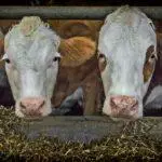 Alimentar la levadura para el ganado: instrucciones de uso y composición química. 5162_10