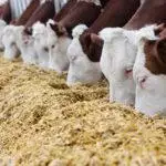 مویشیوں کے لئے خمیر کھانا: استعمال اور کیمیائی ساخت کے لئے ہدایات 5162_12