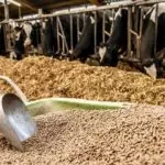 Hrana za stoku za stoku: Upute za upotrebu i kemijsku kompoziciju 5162_3