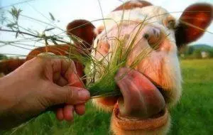 El que l'herba pot i no pot menjar vaques que creixen un bestiar