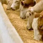 တိရစ္ဆာန်များအတွက်တဆေးအစာကျွေးခြင်း - အသုံးပြုရန်နှင့်ဓာတုဖွဲ့စည်းမှုအတွက်ညွှန်ကြားချက်များ 5162_8
