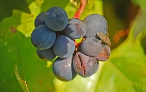 Perecanny葡萄