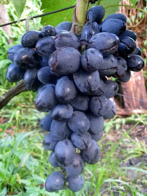 Perecanny Grapes