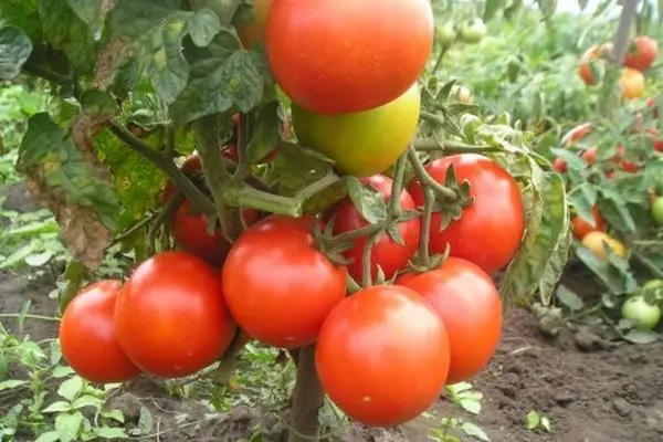 Tomato Carm