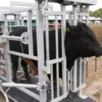 Σπλιτ για τα βοοειδή: σχέδια και μεγέθη του μηχανήματος, πώς να το κάνετε μόνοι σας 5170_1