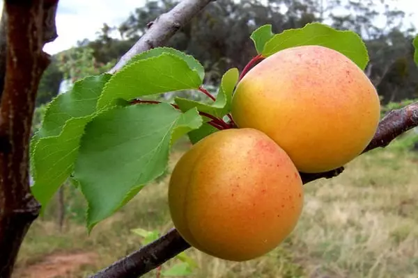 peach apricot