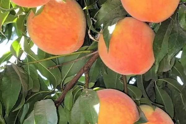 Descrizione delle varietà di albicocca Peach e caratteristica della resistenza del gelo, dignità