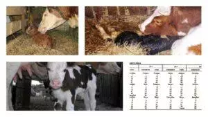 Τι να κάνετε εάν τα αγελάδα ξενοδοχεία, και δεν υπάρχει γάλα και με τι σημαίνει θεραπεία
