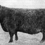 Галловейская порода корів: опис і характеристики, правила утримання 5175_15