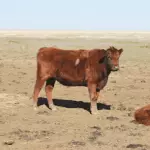 Galinska pasmina krava: Opis i karakteristike, pravila sadržaja 5175_16