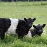 Raza galega de vacas: descrición e características, regras de contido 5175_17