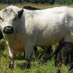 Raça galine de vacas: descrição e características, regras de conteúdo 5175_3