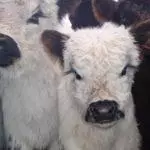 سلالة جالين من الأبقار: الوصف والخصائص، قواعد المحتوى 5175_4