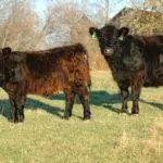 गायों की गैलीन नस्ल: विवरण और विशेषताओं, सामग्री नियम 5175_7