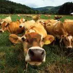 “e-selen”为奶牛：使用和组成的说明，牛的消费率 5181_4