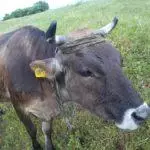 牛のための「E-SELEN」：使用および構成の説明書、牛の消費率 5181_8