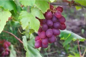 Perihalan Anggur Memori Pakar Bedah, Peraturan Pendaratan dan Penjagaan
