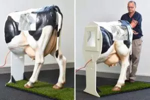 Cât de cel mai bun pentru a semna vacile și alegerea unei metode la domiciliu