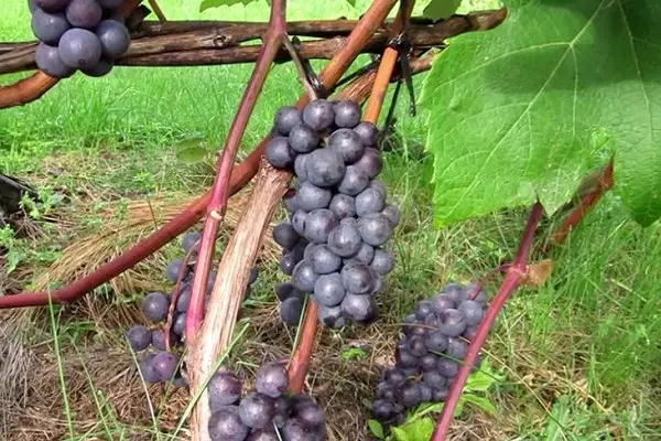 Grapes Zilga