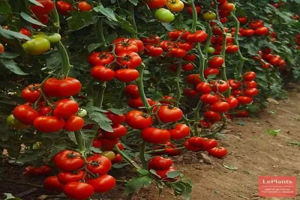 Circling tomatoes