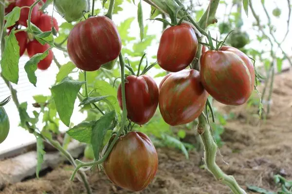 Tomato ọrịa