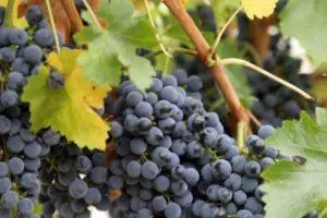 Paglalarawan ng unapproval grape variety nerinsky, landing at growing