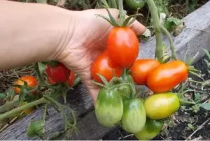 Lýsing og einkenni tómatar Cybic Tomato