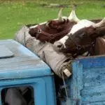 गायों का परिवहन: नियम और किस परिवहन का चयन करने के लिए, आवश्यक दस्तावेज 5206_10