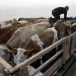Transport krów: Reguły i jaki transport do wyboru, niezbędna dokumentacja 5206_3