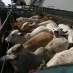 牛の交通機関：ルールと選ぶべき転送、必要なドキュメント 5206_4
