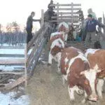 Karvių gabenimas: taisyklės ir kokio transporto pasirinkimas, būtini dokumentai 5206_5